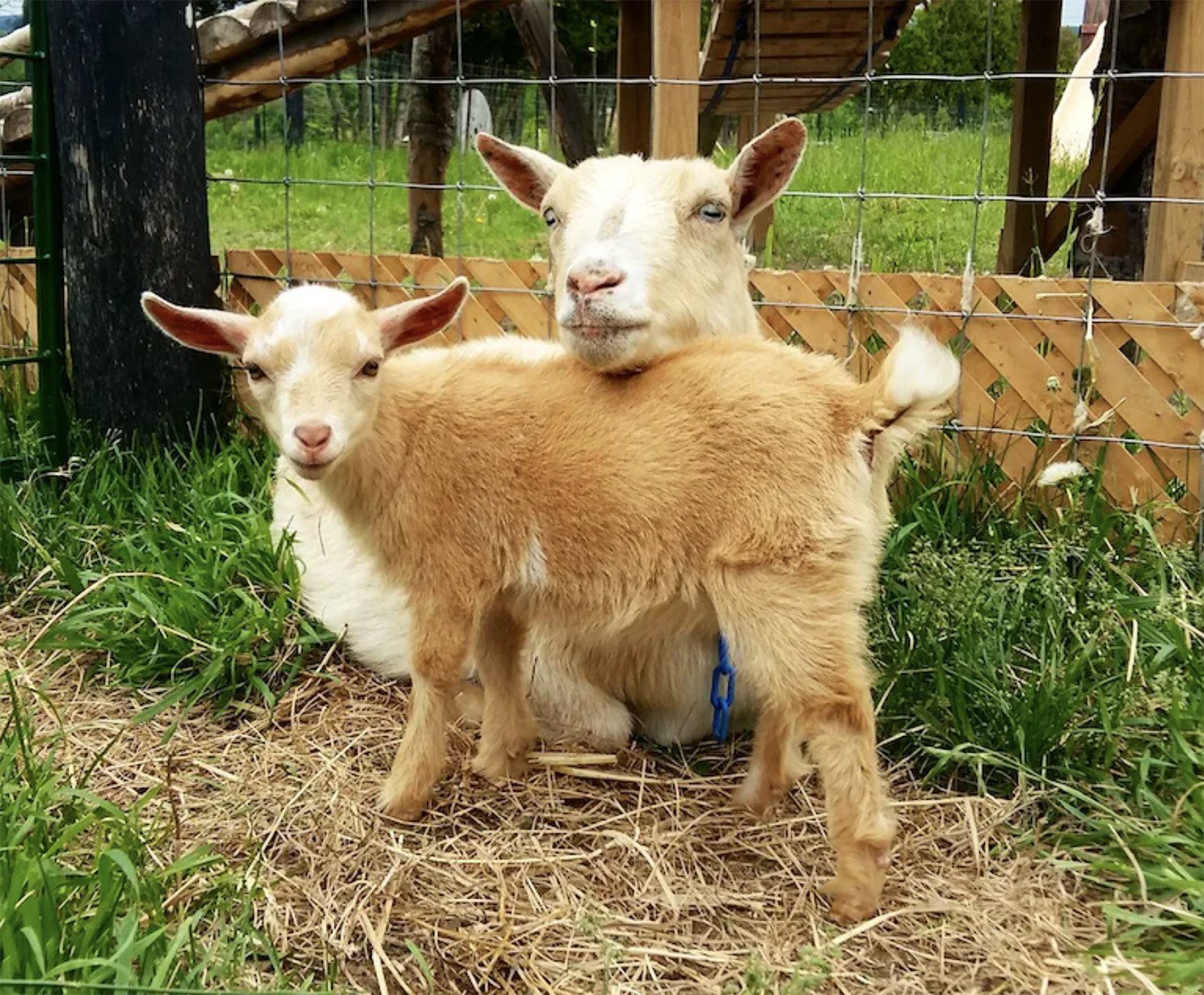 World Wide Opportunities on Organic Farms | WWOOF